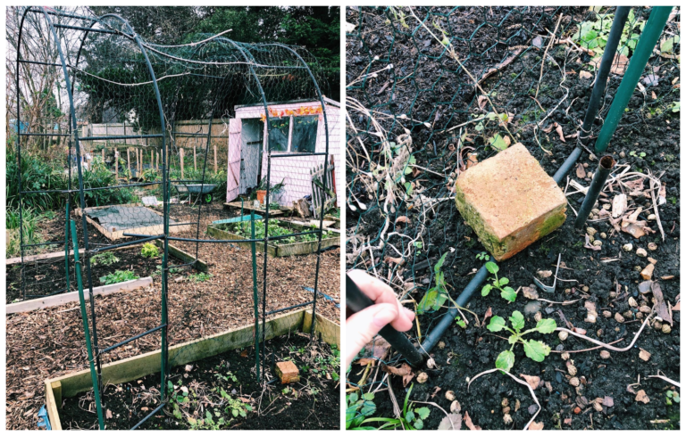 GROW A PUMPKIN ARCH - The Pink Shed