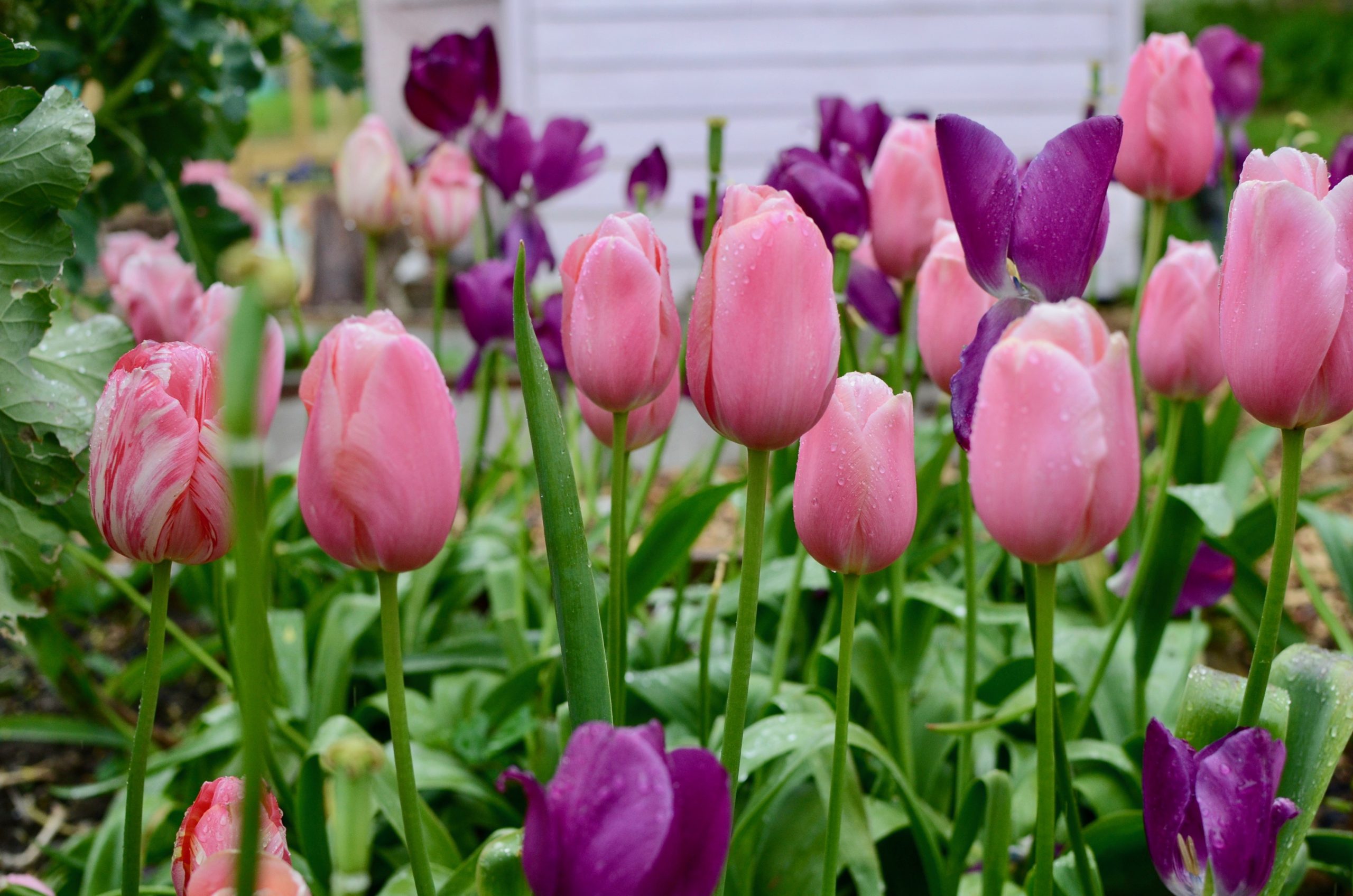 IS IT TOO LATE TO PLANT TULIPS? - The Pink Shed