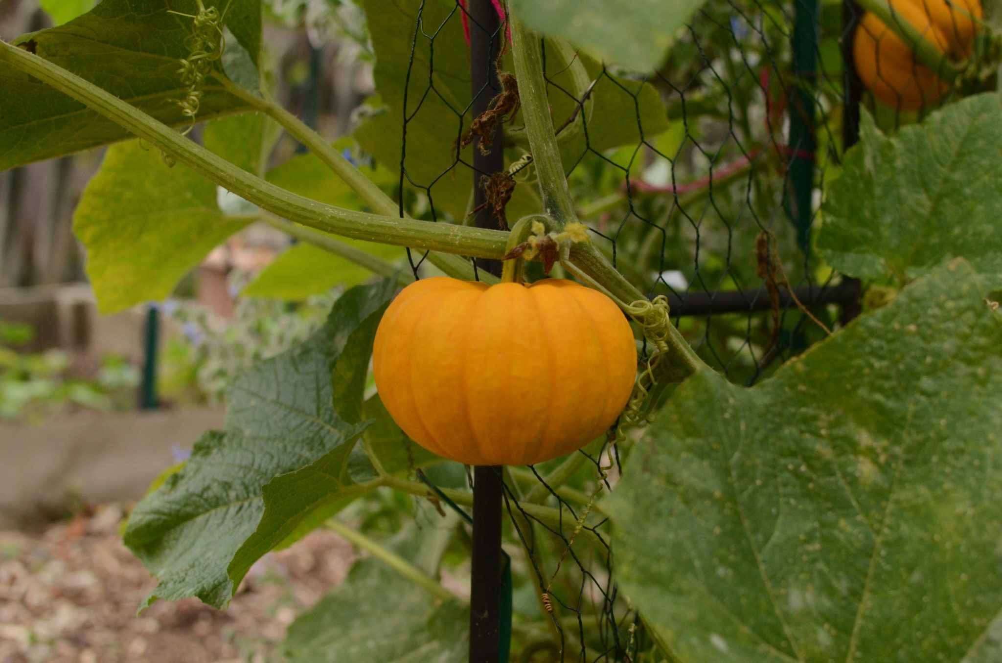 HOW TO SECURE YOUR PUMPKIN ARCHWAY - The Pink Shed
