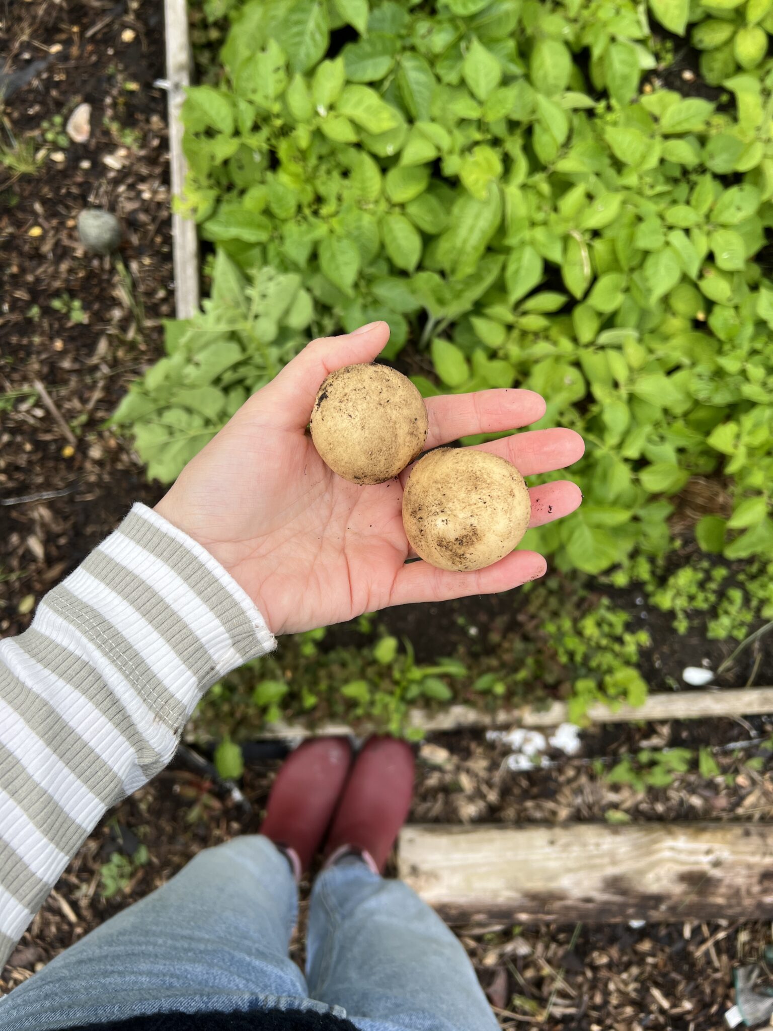 HOW TO GROW MAIN CROP POTATOES - The Pink Shed