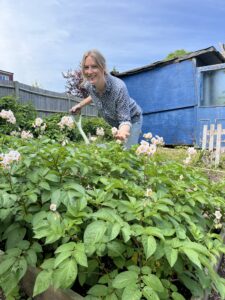 HOW TO GROW MAIN CROP POTATOES - The Pink Shed