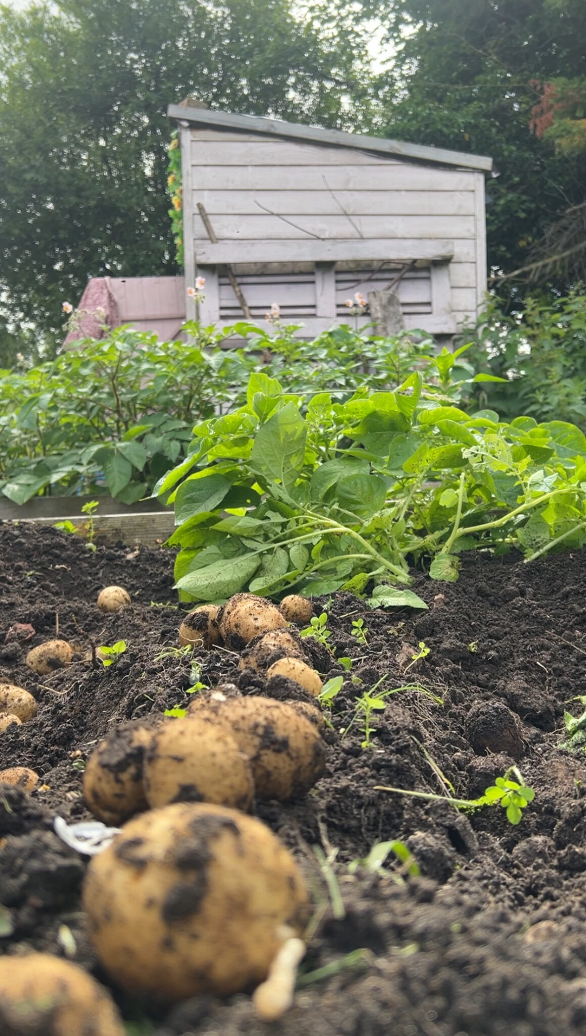 HOW TO GROW MAIN CROP POTATOES - The Pink Shed